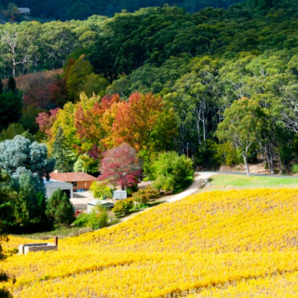 What to Visit in South Australia: Hidden Gems for a Road Trip